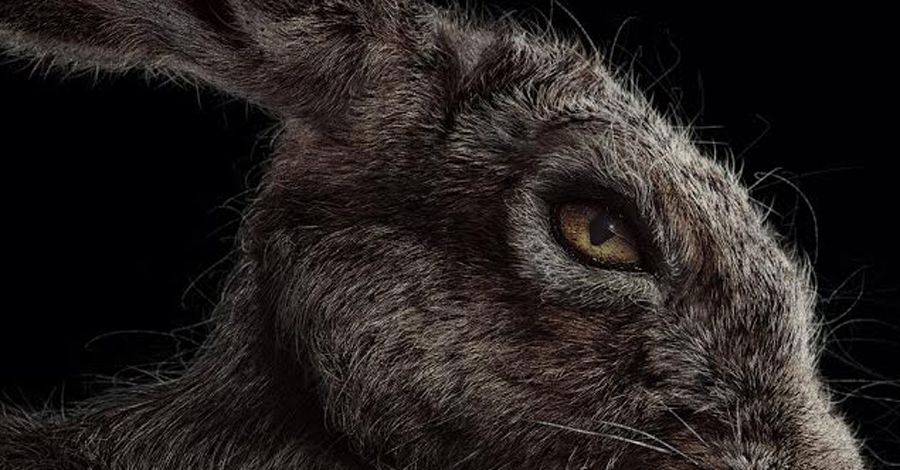 'The Witch' Summons Paranoia With Tense Final Trailer | CBR